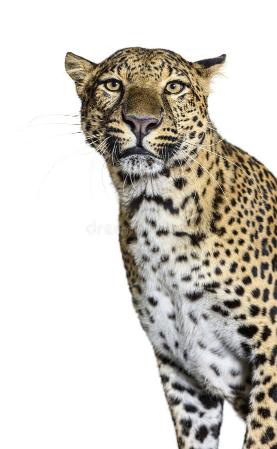 Head Shot of a Spotted Leopard Looking at the Camera, Isolated on White ...