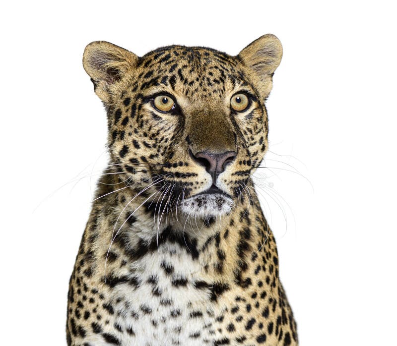 Head Shot of a Spotted Leopard, Panthera Pardus, Isolated on White ...