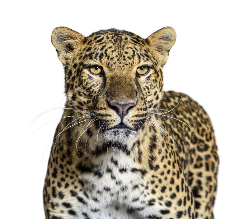 Leopard in Front of a White Background Stock Image - Image of ...
