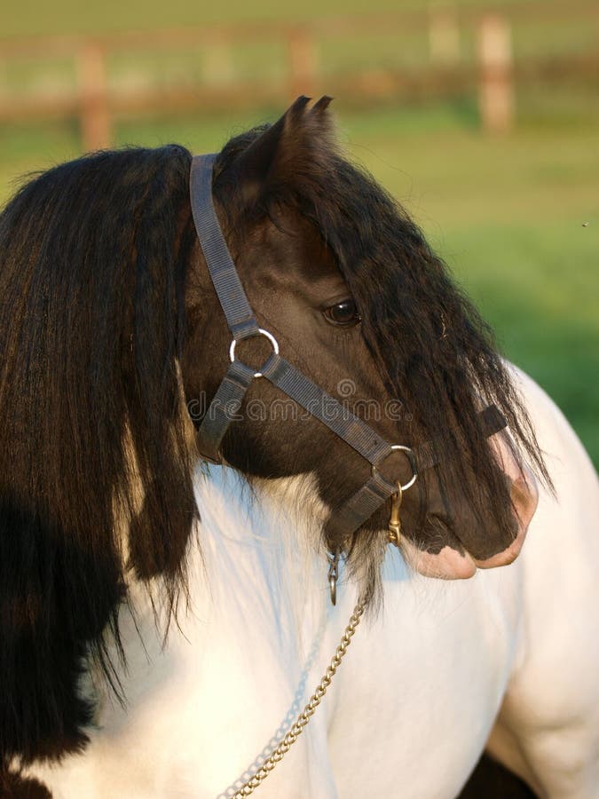 Stallion Head shot stock photo. Image of collar, head - 111647066