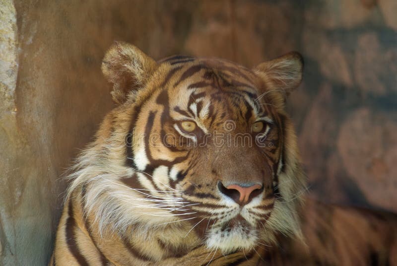 Head Shot Of Sumatran Tiger Picture. Image: 5721686