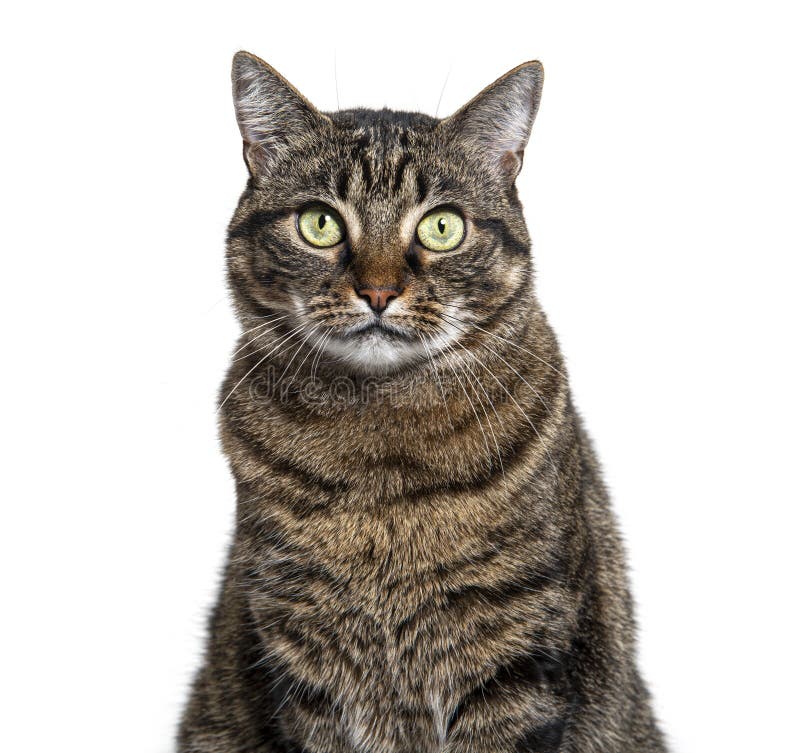 Head Shot of a Tabby Crossbreed Cat Looking at Camera, Isolated on ...
