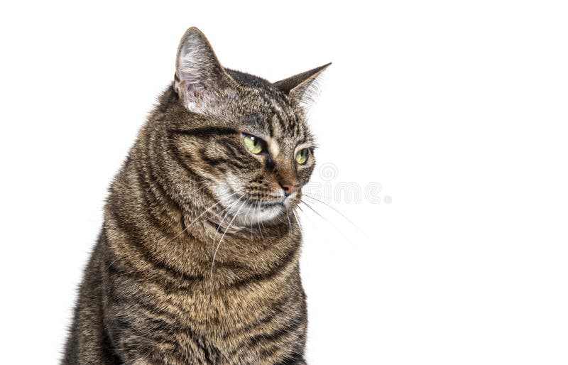 Head Shot of a Tabby Crossbreed Cat Looking Sad, Isolated on White ...