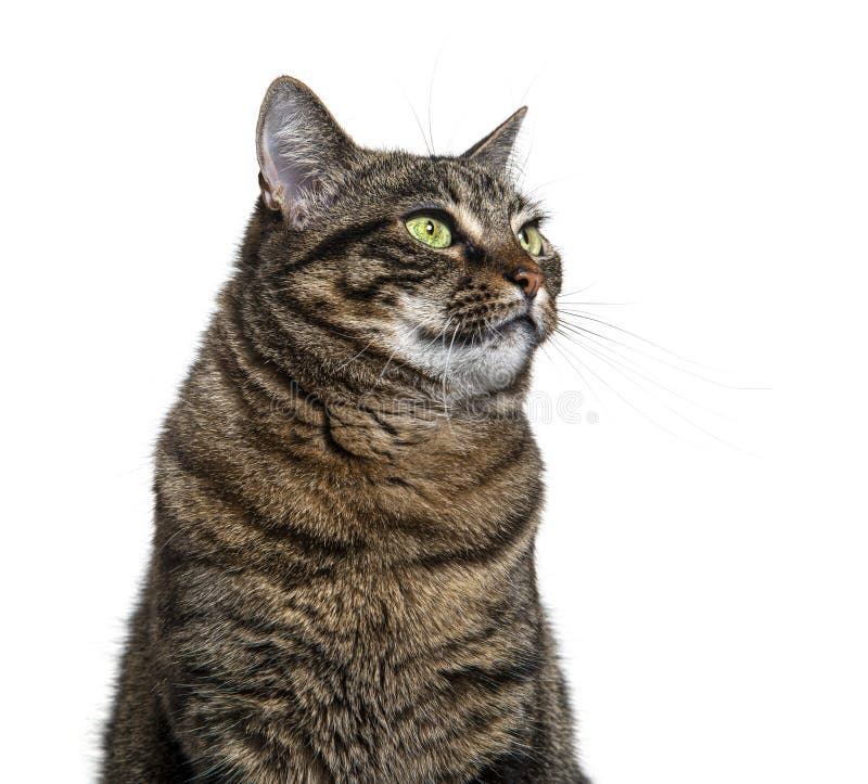Head Shot of a Tabby Crossbreed Cat Looking Up, Isolated on White Stock ...