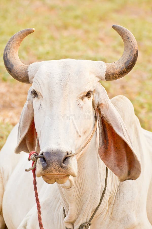 Head shot of thai cow stock photo. Image of nose, agriculture - 31611994