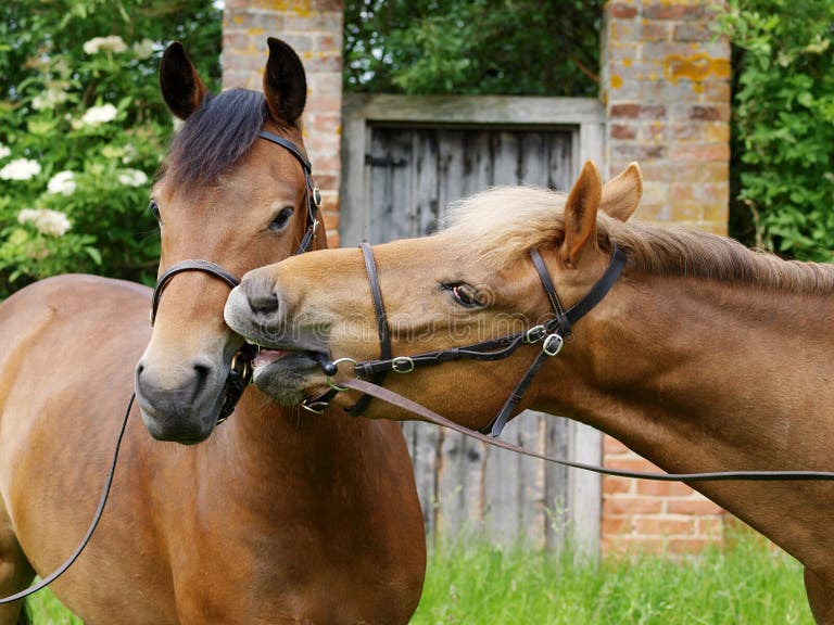 Head Shot of Two Ponies stock photo. Image of animal - 28479048