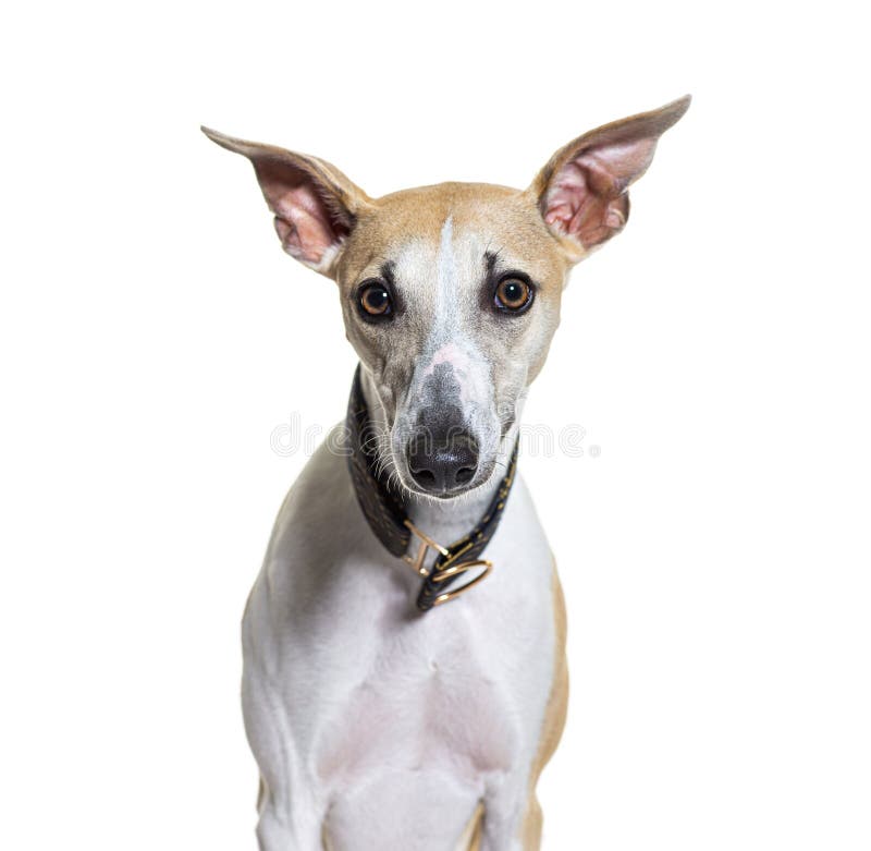 Head Shot of a Whippet Dog Facing Wearing a Collar Stock Image - Image ...