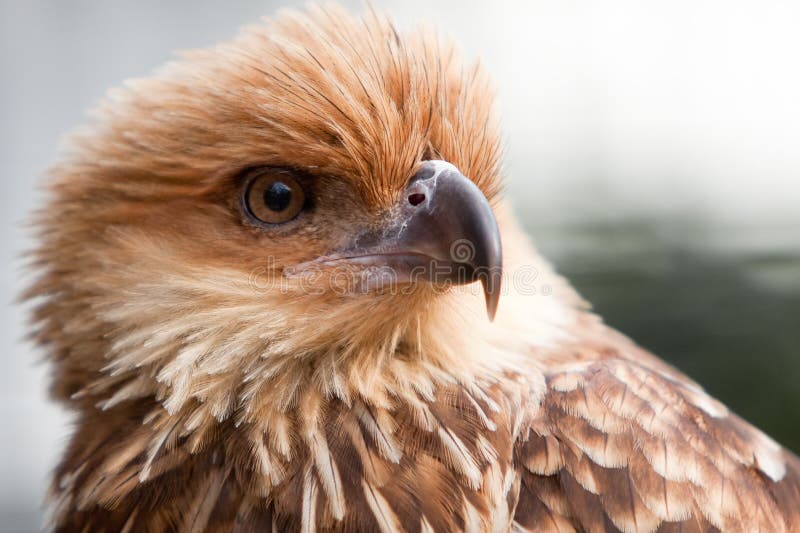 Head Shot of Whistling Kite Raptor Bird. Stock Image - Image of ...