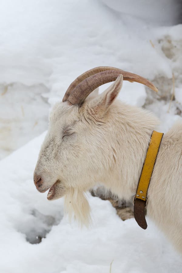 Head shot of a white goat stock image. Image of agriculture - 40242421