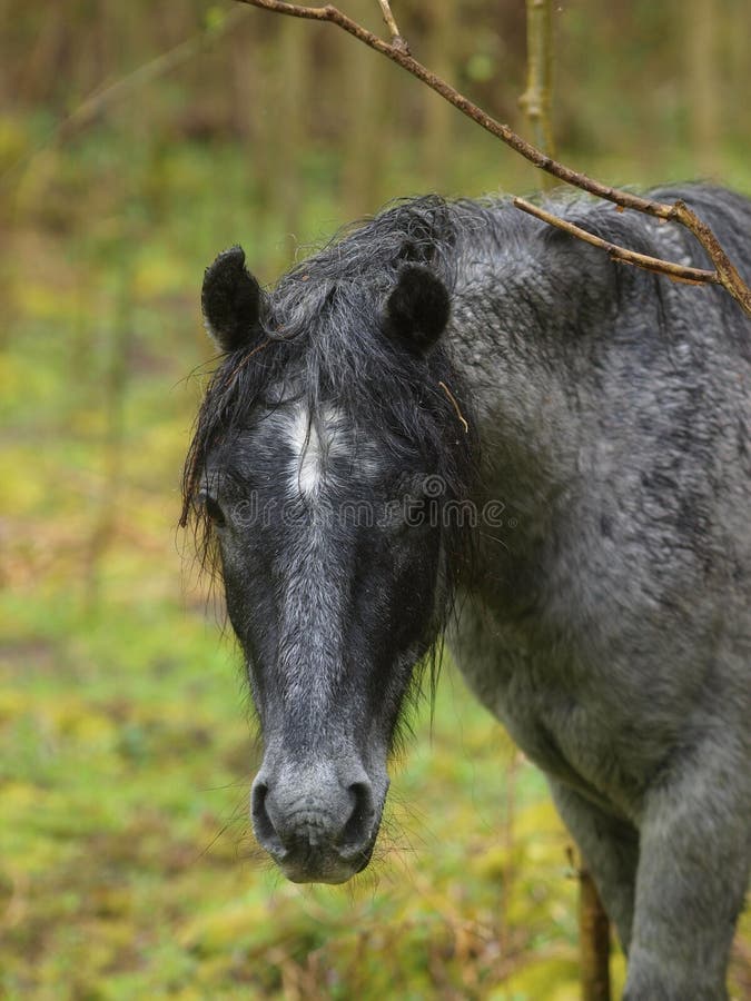 Head Shot of a Wild New Forest Pony Stock Photo - Image of single ...