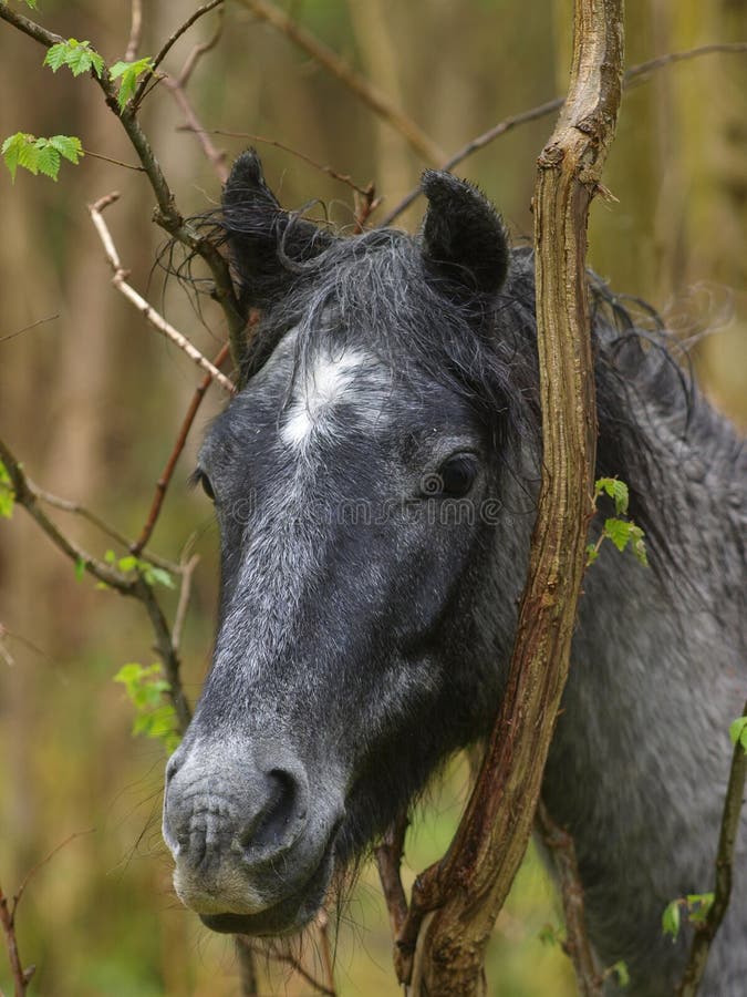 Wild Horse Head Shot stock photo. Image of forest, riding - 29836524