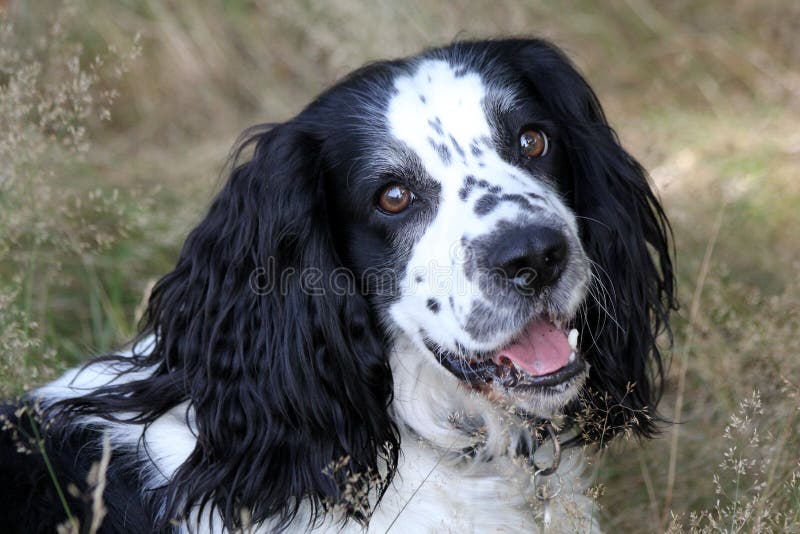 Head Shot of a Working Cocker Spaniel Stock Image - Image of champion ...