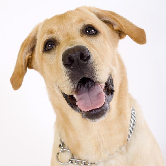 133 Yellow Lab Head Shot Stock Photos - Free & Royalty-Free Stock ...