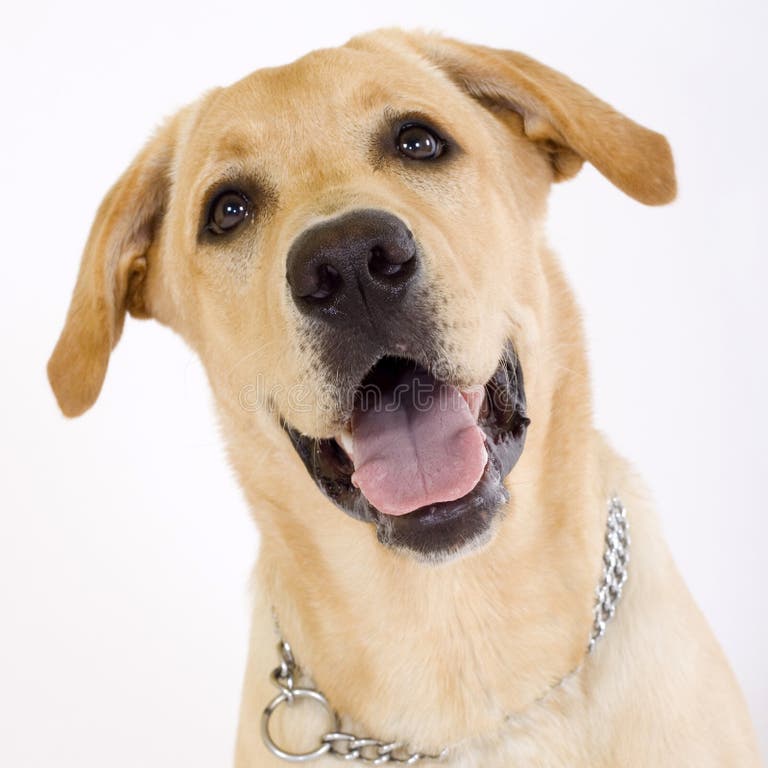 133 Yellow Lab Head Shot Stock Photos - Free & Royalty-Free Stock ...