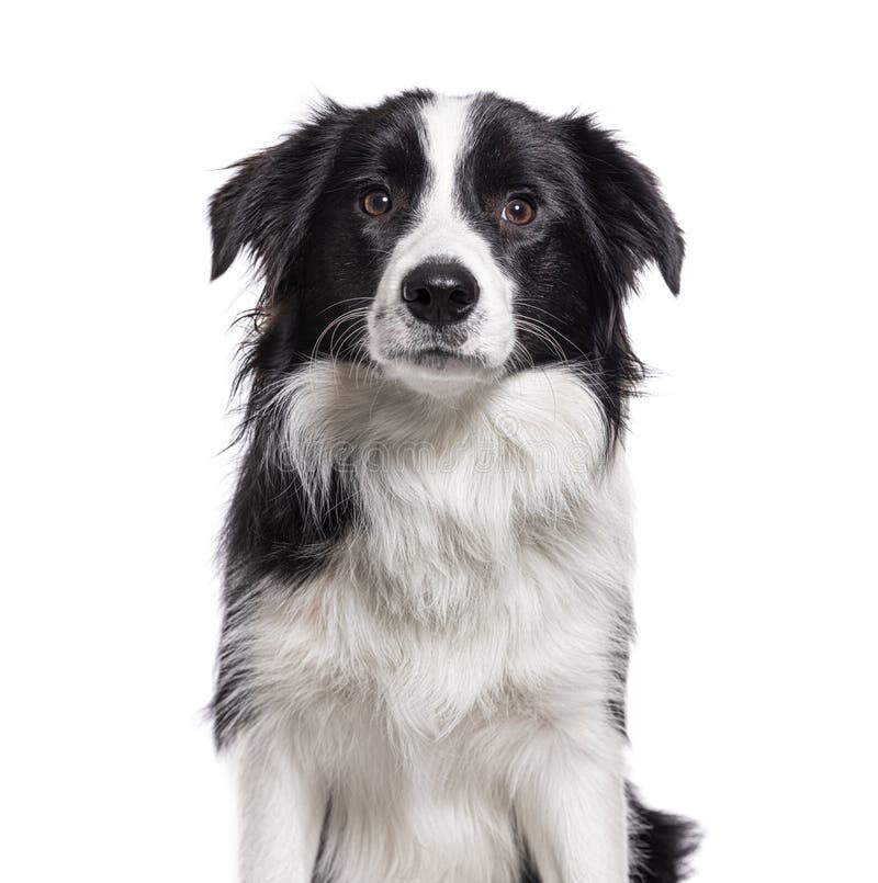 Head Shot of a Young Border Collie, Isolated on White Dog Stock Image ...