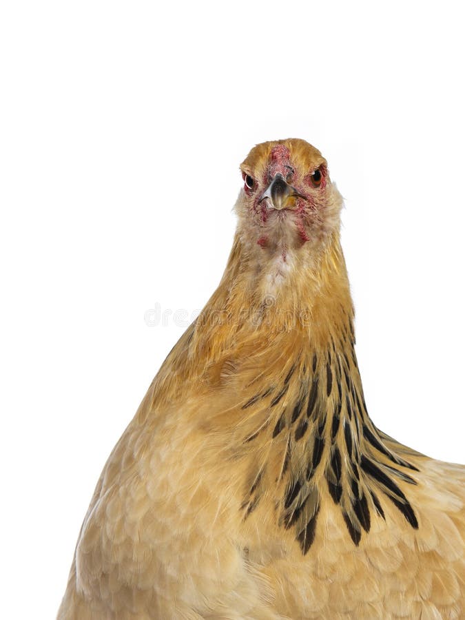 497 Chicken Head Front Stock Photos - Free & Royalty-Free Stock Photos ...