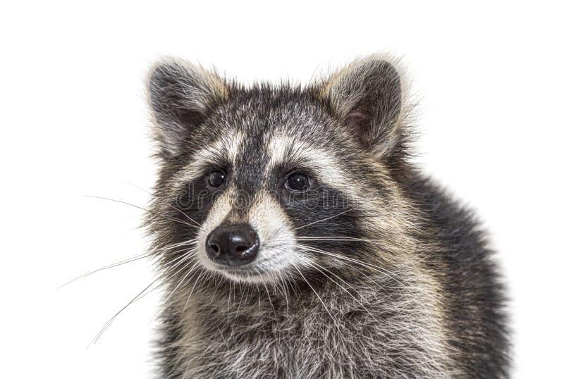Head Shot of a Young Raccoon Facing at the Camera, Isolated Stock Image ...