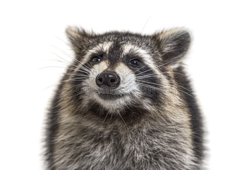 Head Shot of a Young Raccoon Facing at the Camera, Isolated Stock Image ...