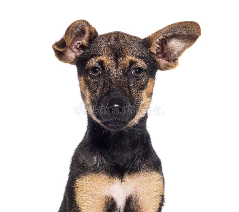 Head Shot of a Young Royal Bourbon Dog , Isolated on White Stock Photo ...