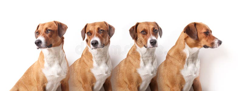 Head Shots of Dog in Different Angles Looking at Camera. Stock Image ...