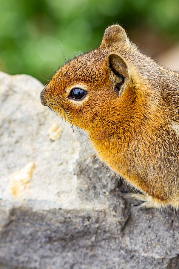 Virticle Top Torso of Small Red Chipmunk on Rock Stock Photo - Image of ...