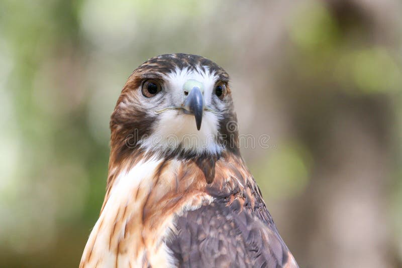 Red Tailed Hawk Head stock image. Image of alert, competition - 7339361