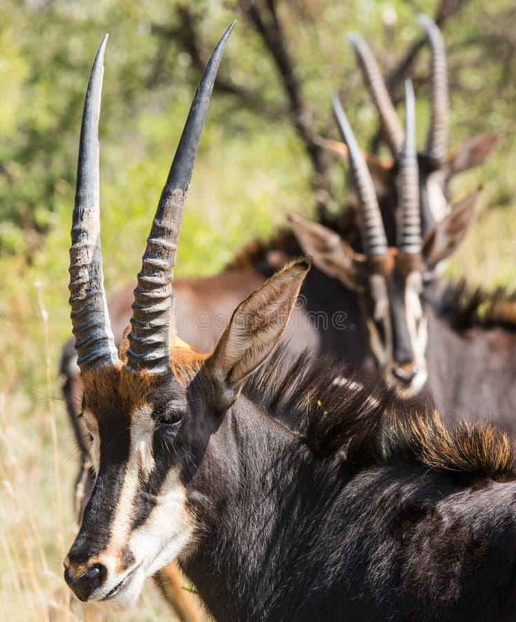 Sable Antelope Close Together Stock Image - Image of leshaba, head ...