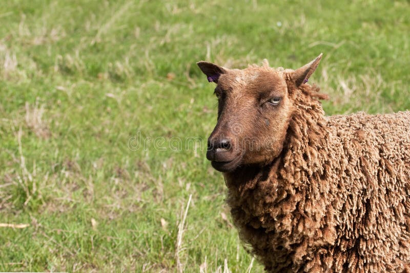 Head and Shoulders of Shetland Ewe Stock Image - Image of watching ...