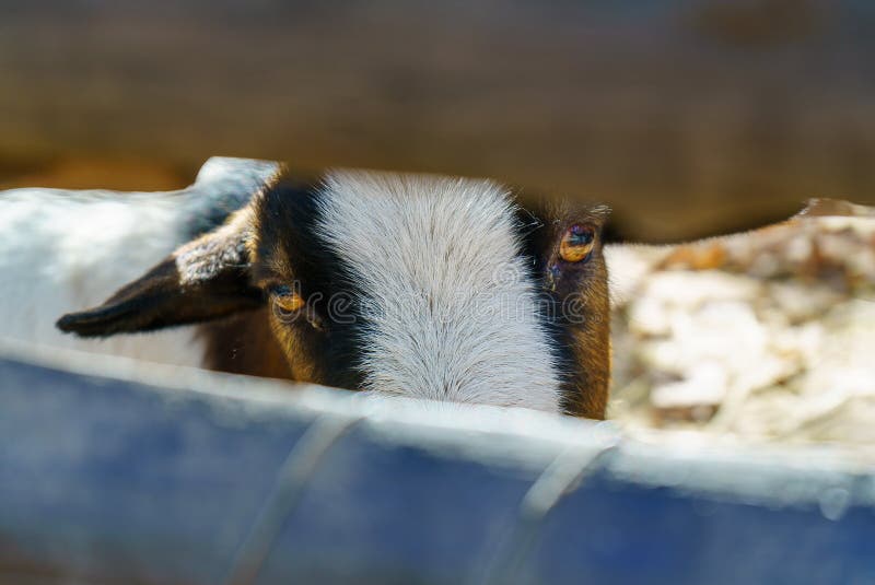 Head of Silly Looking Black Goat Stock Image - Image of baby, meadow ...