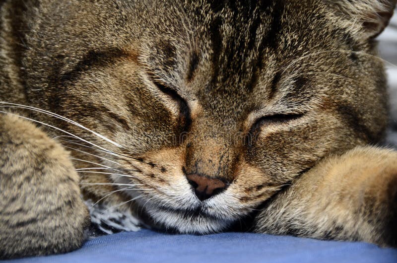 Head of sleeping cat stock image. Image of sleep, nose - 142231523