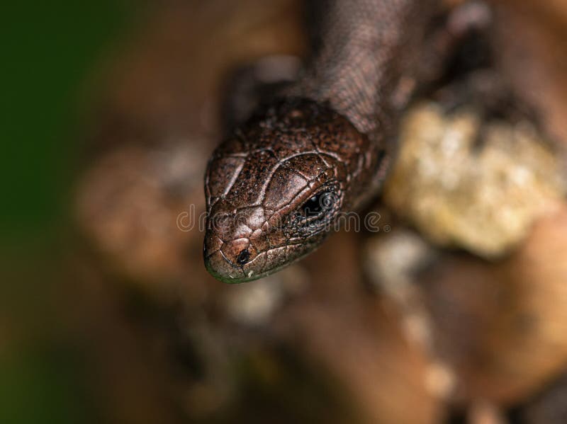 The Head of a Small Brown Lizard Sitting on an Old Fir Cone Stock Photo ...