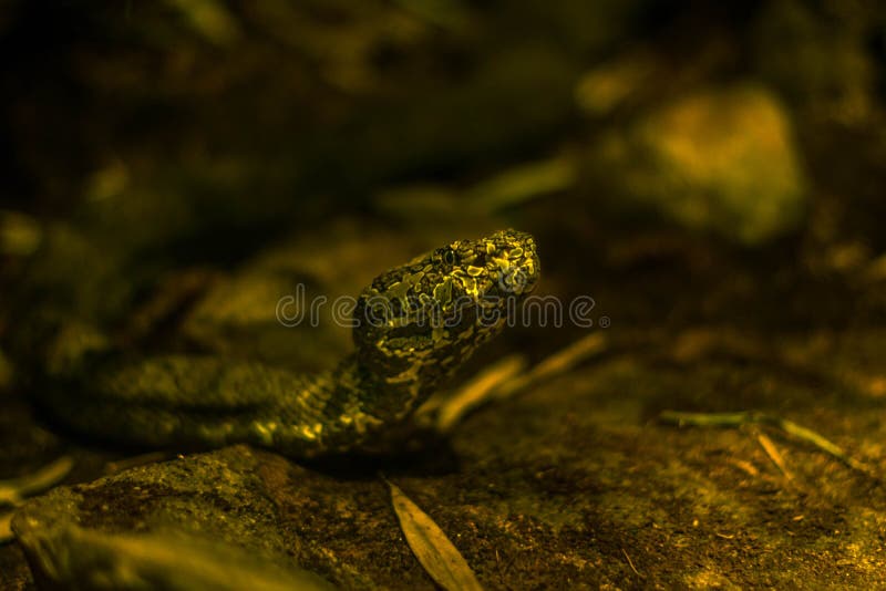 Head of a Snake Looking Something Attentively Stock Photo - Image of ...