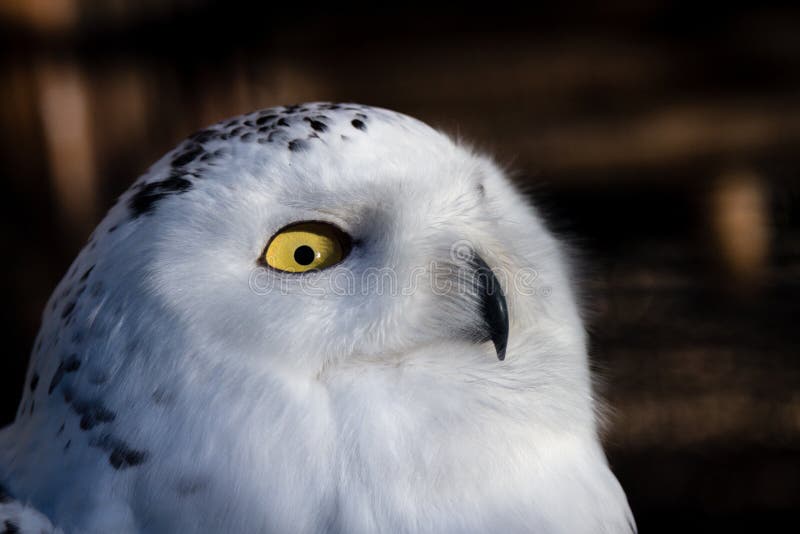 Head of a Snow Owl stock image. Image of wildlife, snow - 91026763