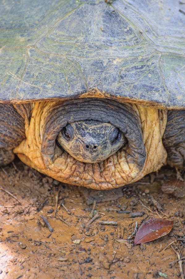 Head of Softshell Turtle stock image. Image of nose, dirty - 60285253
