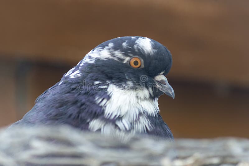 Spotted Pigeon on the Roof of the Dovecote. View from Below in Summer ...