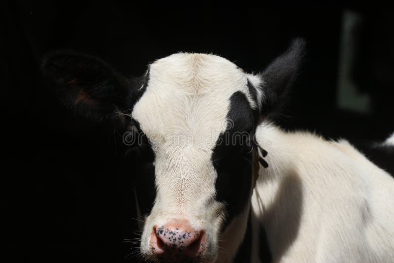 916 Calf Head Shot Stock Photos - Free & Royalty-Free Stock Photos from ...