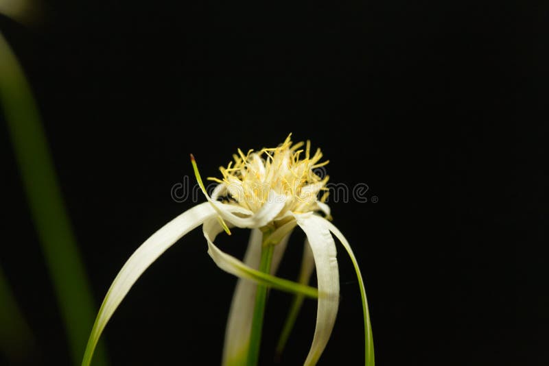 Head of a Starrush Whitetop, Rhynchospora Colorata Stock Image - Image ...