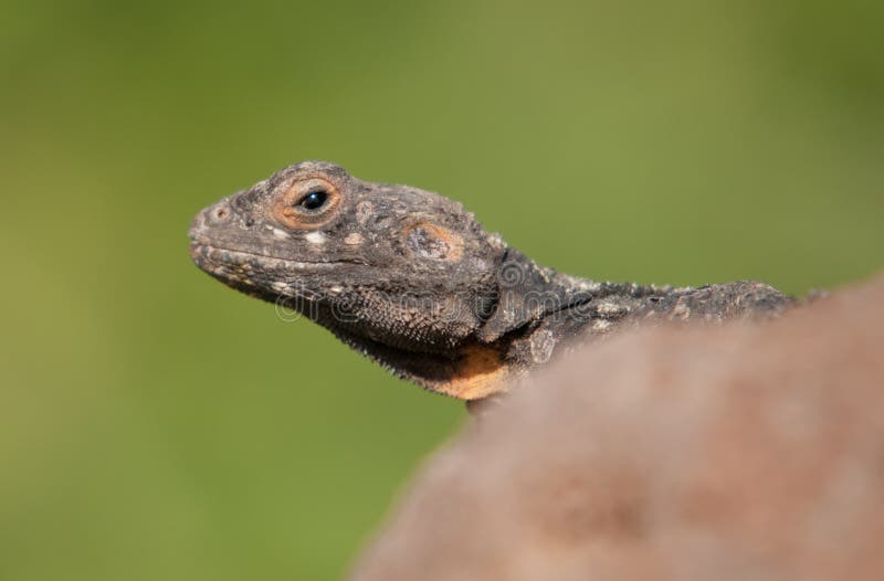 Head of stellon lizard stock image. Image of reptile - 13427169