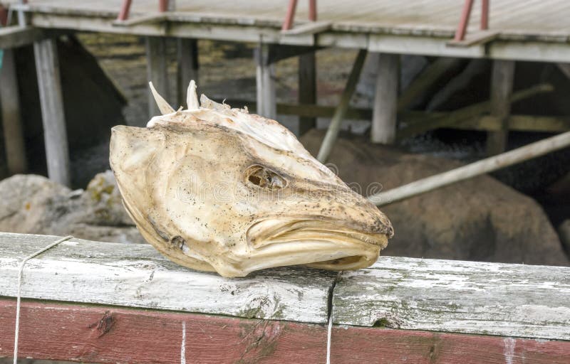 Stockfish head stock image. Image of body, dried, stockfish - 6366523