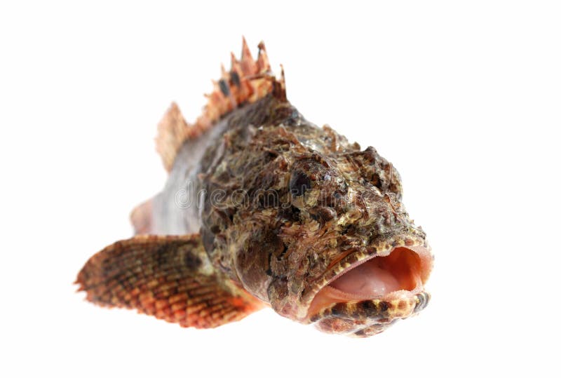 Jellyfish Bloom stock photo. Image of cnidaria, beautiful - 9450922