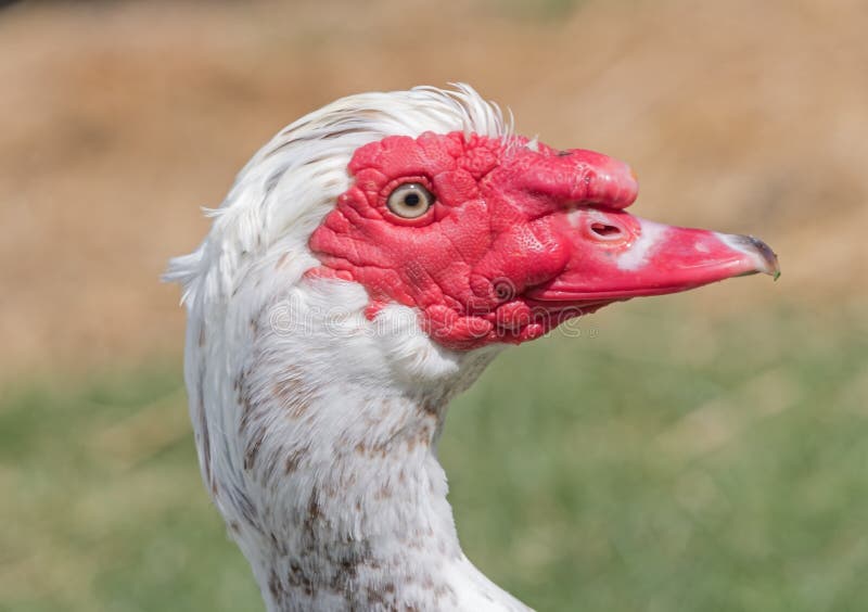 Head stor myskand fotografering för bildbyråer. Bild av naturligt ...