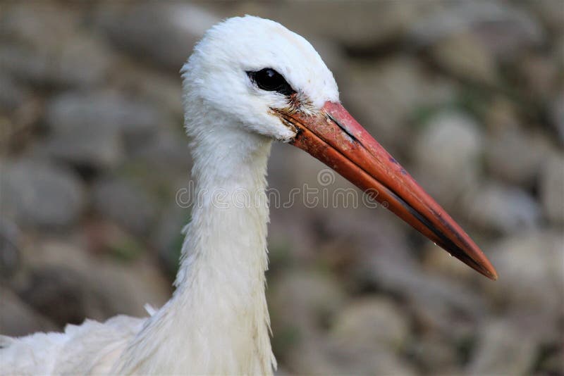 Stork Head, A Friendly Bird Stock Image - Image of peaceful, ground ...