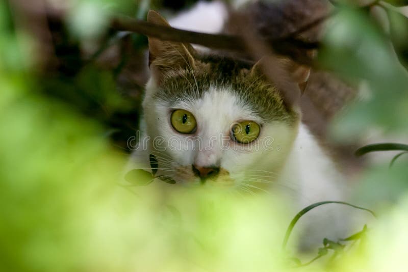The head of a stray cat stock photo. Image of nature - 79154112