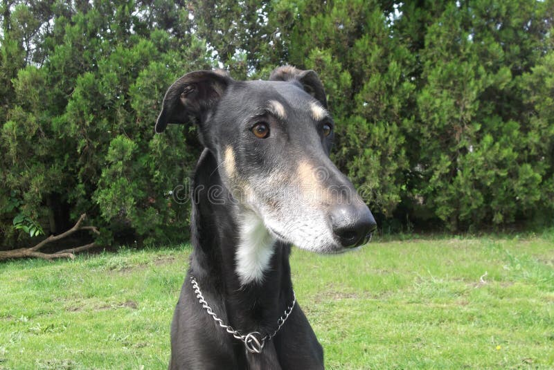 The Head of the Polish Greyhound Stock Image - Image of greyhound ...