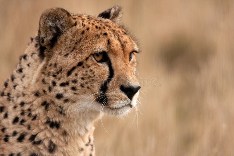 Head study of a cheetah stock image. Image of cheetah - 11954815