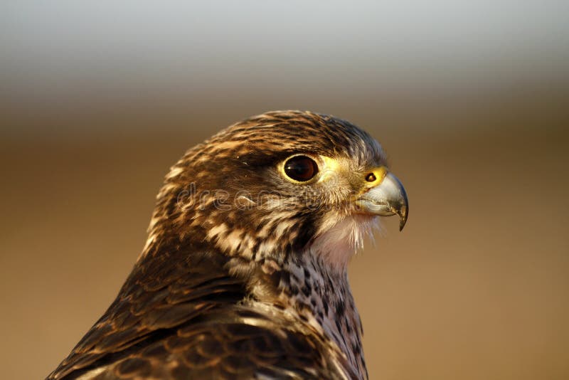 Head Study of a Female Gyr/Saker Falcon Stock Photo - Image of falcon ...