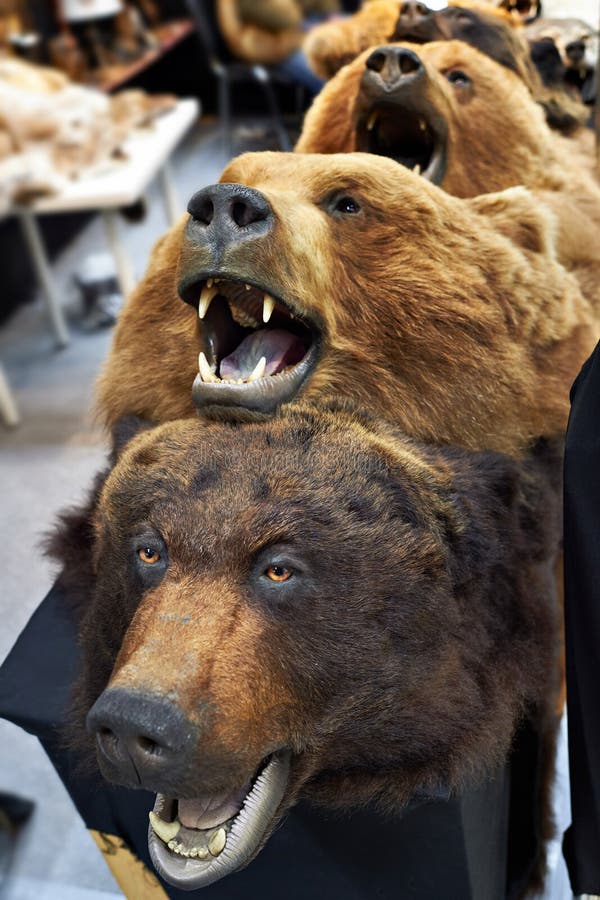 Head Stuffed Bears Hunting Trophy Stock Image - Image of horizontal ...