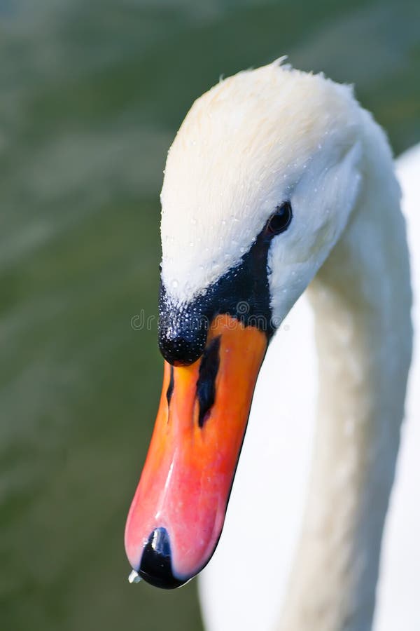 Head of a swan stock photo. Image of smooth, feather - 17741034