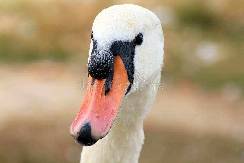 Head of a swan stock photo. Image of smooth, feather - 17741034