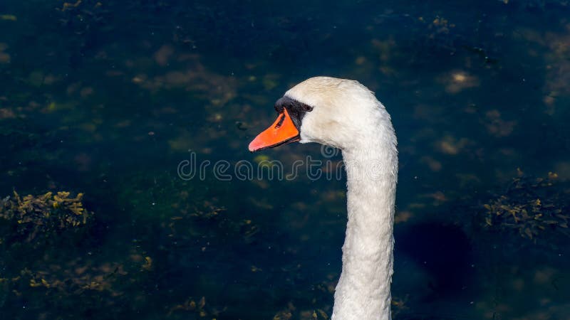 The Head of a Swan Bird on a Long White Neck. Portrait of a Bird Stock ...